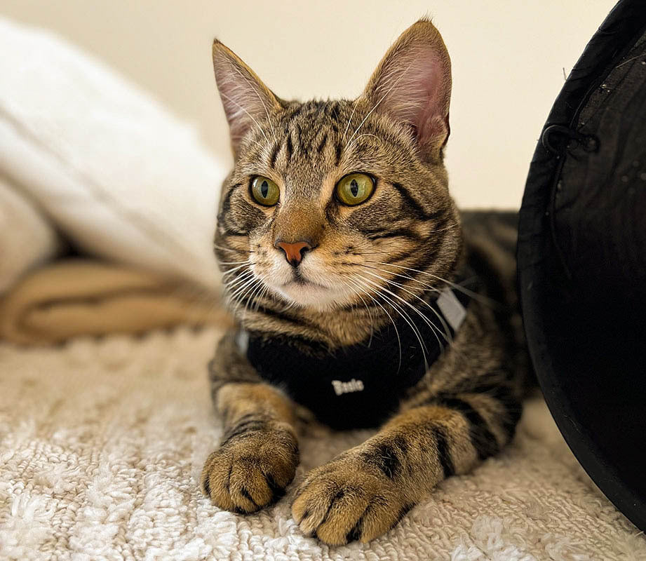 How To Prepare Your Cat for A Disaster or Emergency – Leos paw